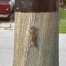 Wrap Around Squirrel Baffle for Trees — Mainline Materials