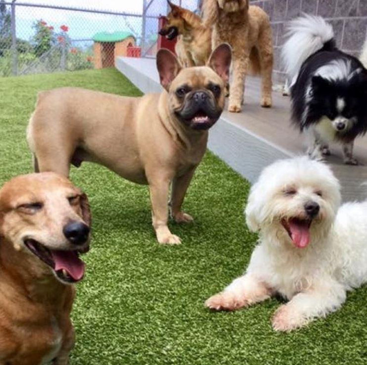 K9Grass Classic Artificial Grass for Dogs — Mainline Materials